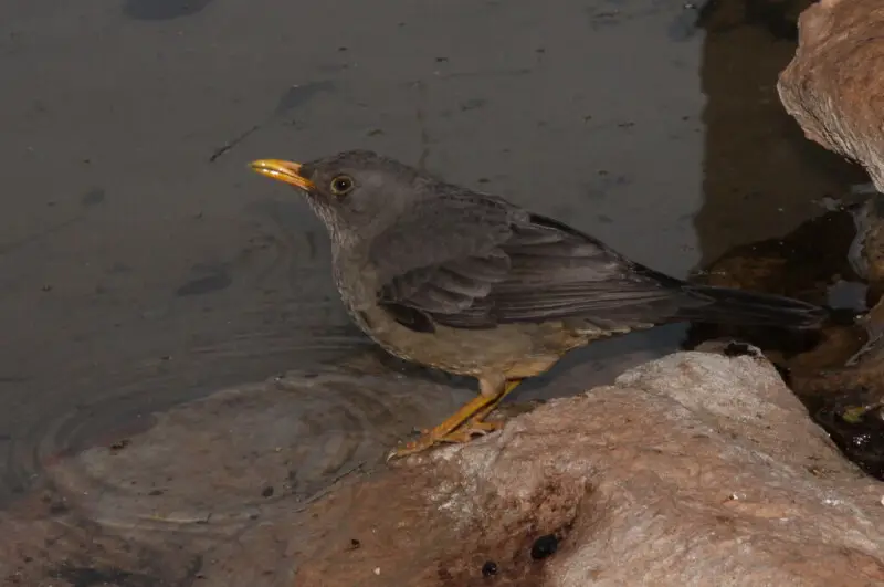 Karoo thrush - Facts, Diet, Habitat & Pictures on Animalia.bio
