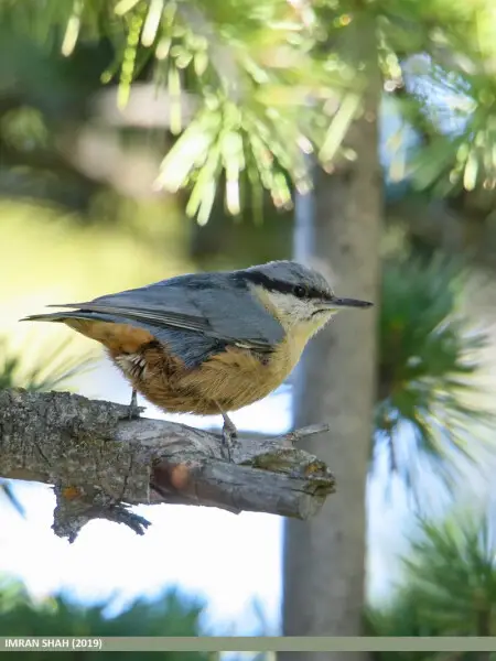 Повзик кашмірський - факти, дієта, ареал і фотографії на Animalia.bio