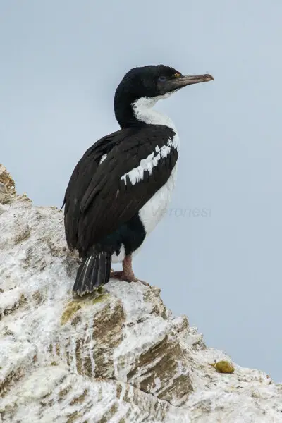 New Zealand king shag - Facts, Diet, Habitat & Pictures on Animalia.bio