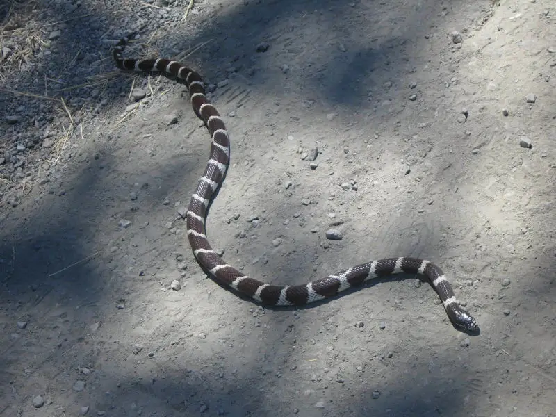 California Kingsnake - Facts, Diet, Habitat & Pictures on Animalia.bio