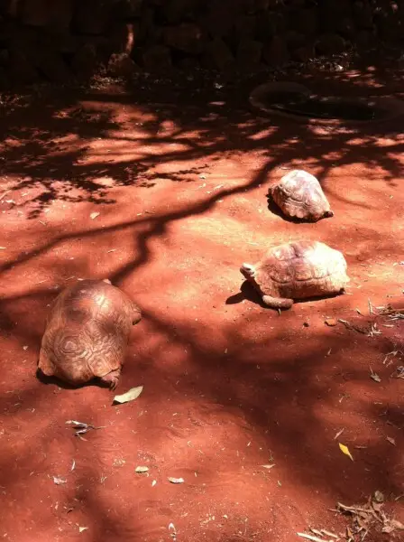 Kinixys spekii - факти, дієта, ареал і фотографії на Animalia.bio