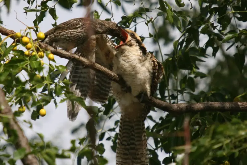Pacific koel - Facts, Diet, Habitat & Pictures on Animalia.bio