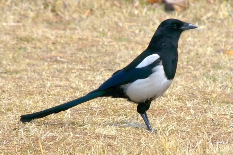Oriental magpie - Facts, Diet, Habitat & Pictures on Animalia.bio