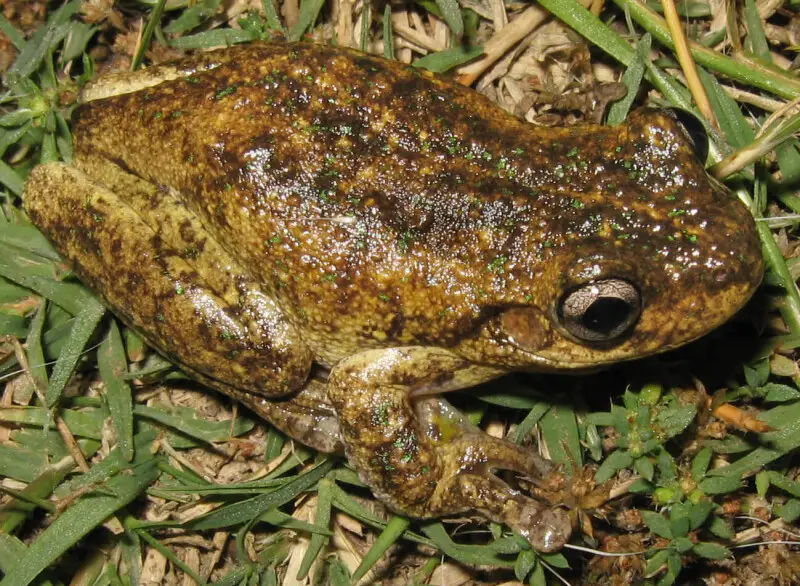 Peron's tree frog - Facts, Diet, Habitat & Pictures on Animalia.bio