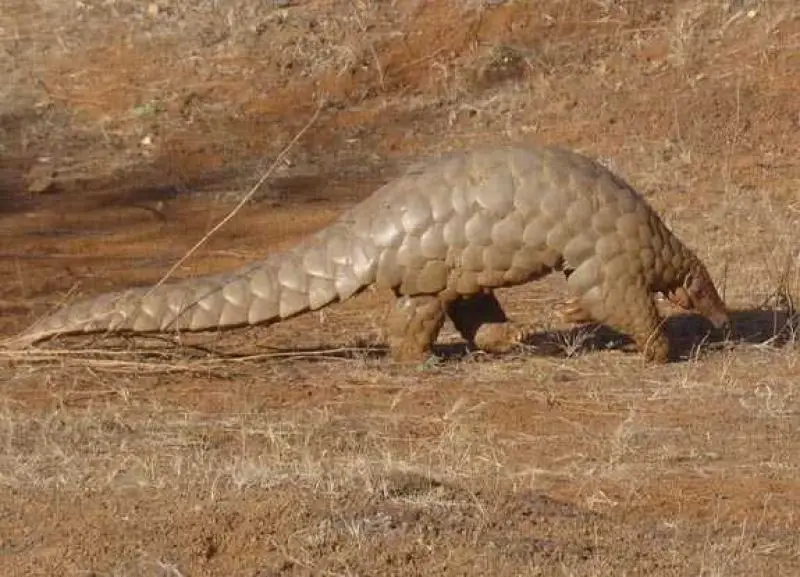 Indian Pangolin - Facts, Diet, Habitat & Pictures on Animalia.bio