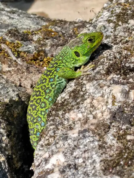 Ocellated lizard - Facts, Diet, Habitat & Pictures on Animalia.bio
