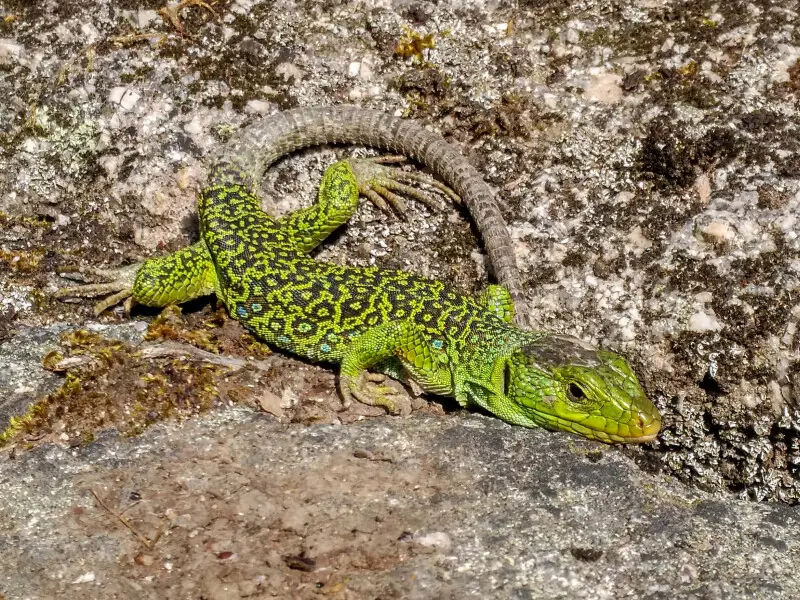 Ocellated lizard - Facts, Diet, Habitat & Pictures on Animalia.bio