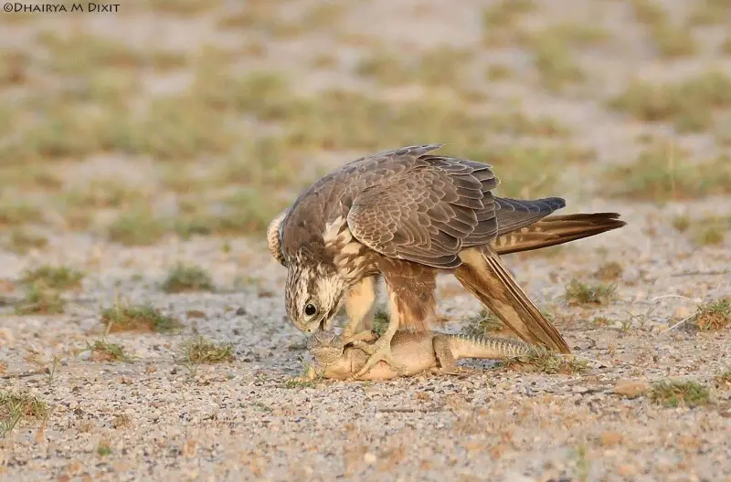 Laggar falcon - Facts, Diet, Habitat & Pictures on Animalia.bio