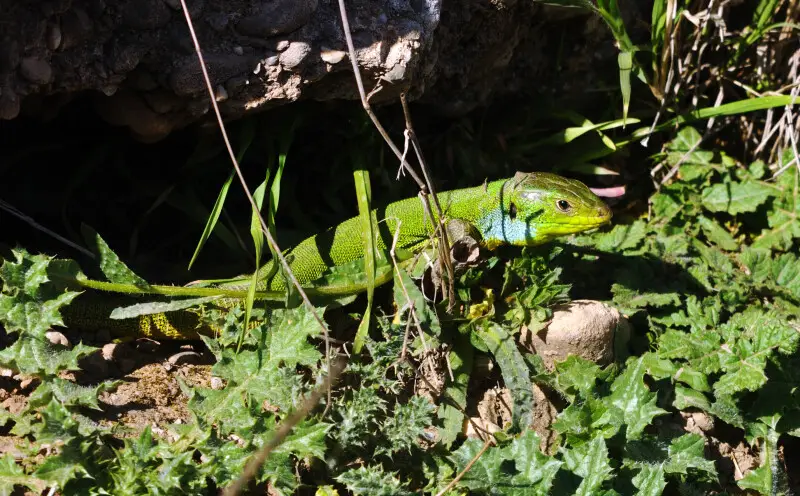 Lacerta media - Facts, Diet, Habitat & Pictures on Animalia.bio