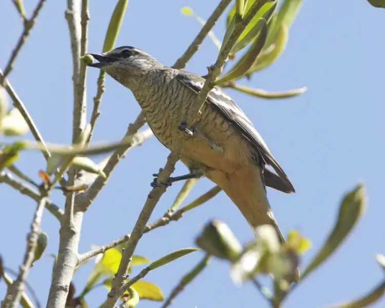 Varied triller - Facts, Diet, Habitat & Pictures on Animalia.bio