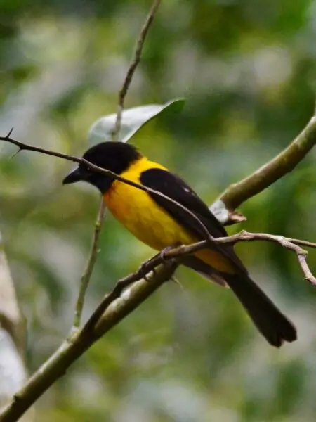 Lanio aurantius - Fatti, dieta, habitat e immagini su Animalia.bio