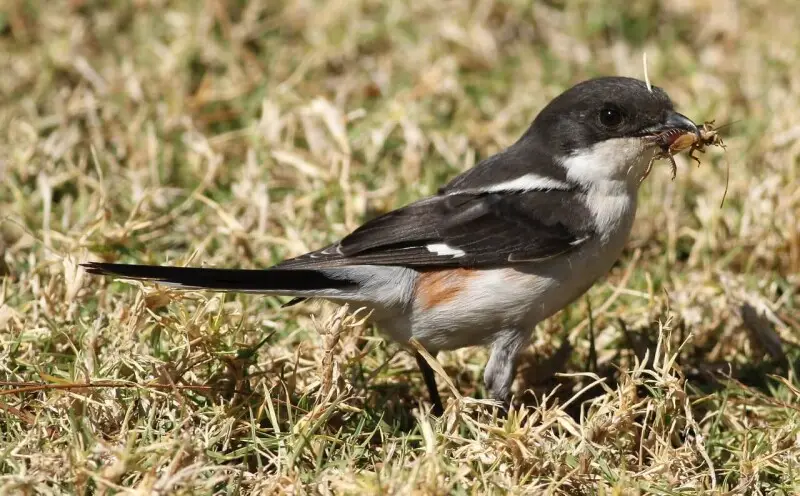 Southern fiscal - Facts, Diet, Habitat & Pictures on Animalia.bio