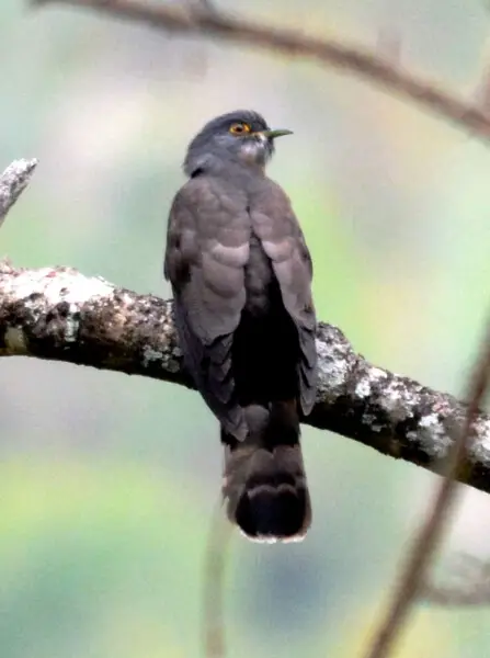 Large hawk-cuckoo - Facts, Diet, Habitat & Pictures on Animalia.bio