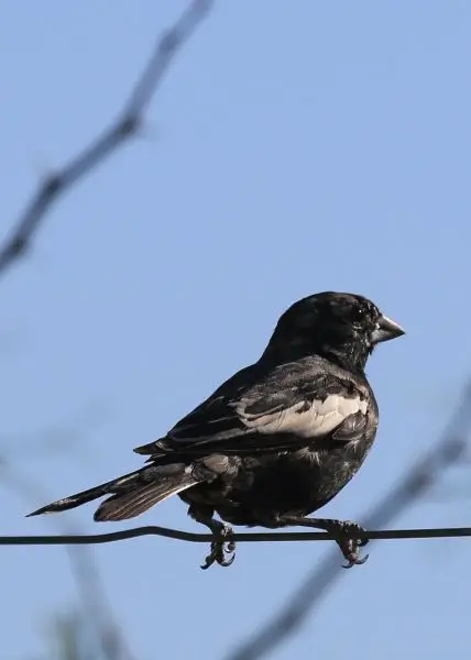 Lark Bunting - Facts, Diet, Habitat & Pictures on Animalia.bio
