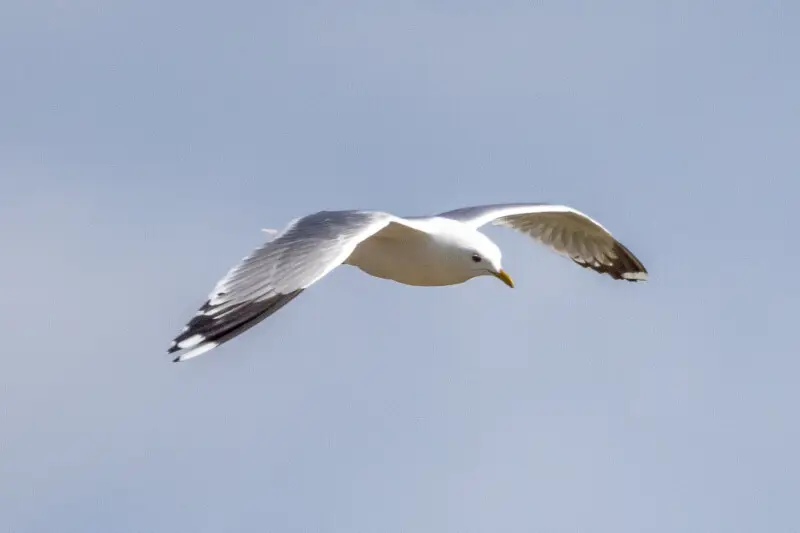 Common gull - Facts, Diet, Habitat & Pictures on Animalia.bio