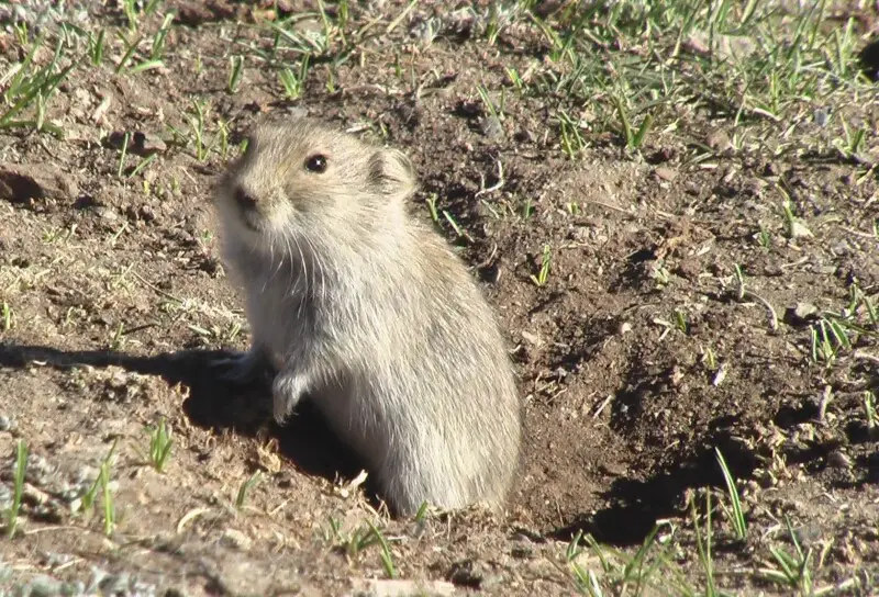 Brandt's vole - Facts, Diet, Habitat & Pictures on Animalia.bio