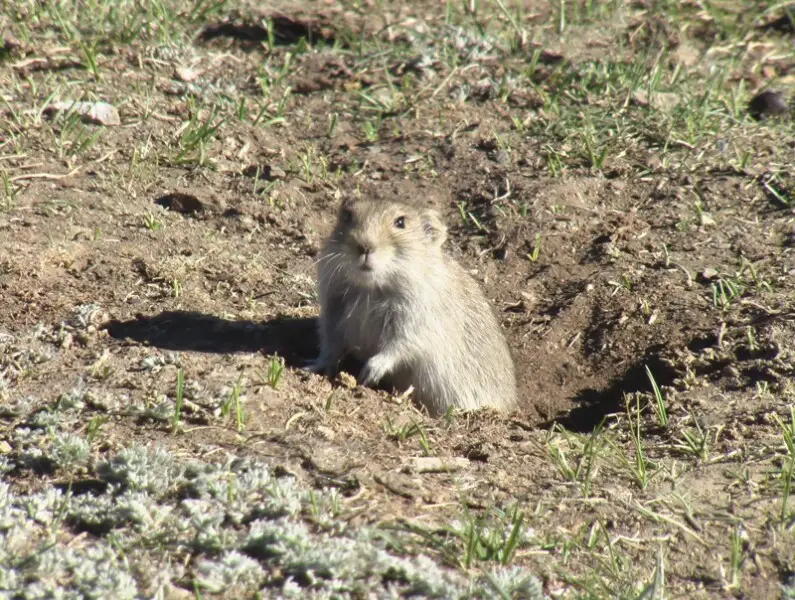 Brandt's vole - Facts, Diet, Habitat & Pictures on Animalia.bio