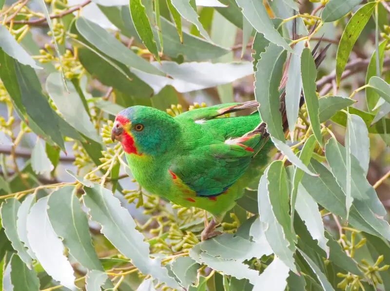 Swift parrot - Facts, Diet, Habitat & Pictures on Animalia.bio