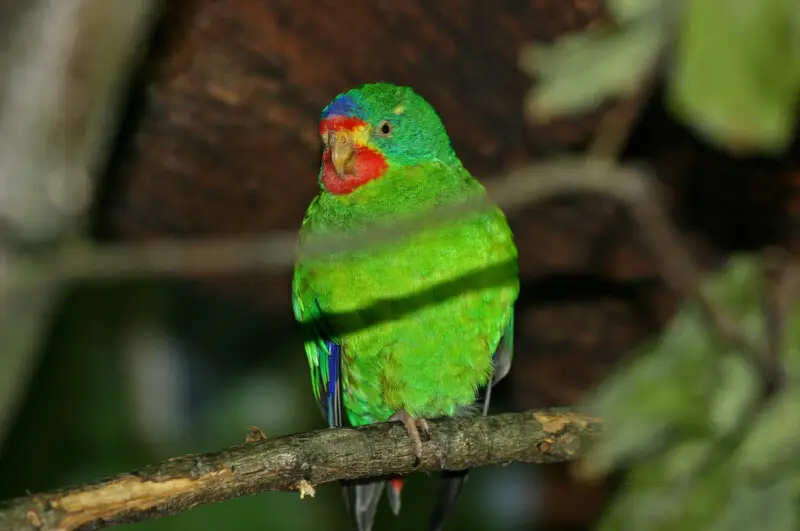 Swift parrot - Facts, Diet, Habitat & Pictures on Animalia.bio