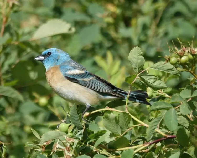 Lazuli bunting - Facts, Diet, Habitat & Pictures on Animalia.bio