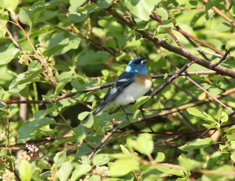 Lazuli bunting - Facts, Diet, Habitat & Pictures on Animalia.bio