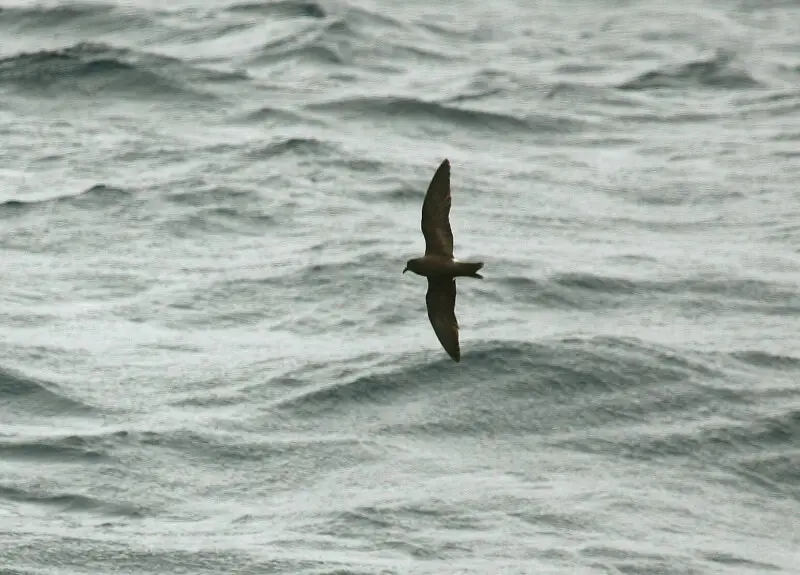 Leach's storm petrel - Facts, Diet, Habitat & Pictures on Animalia.bio