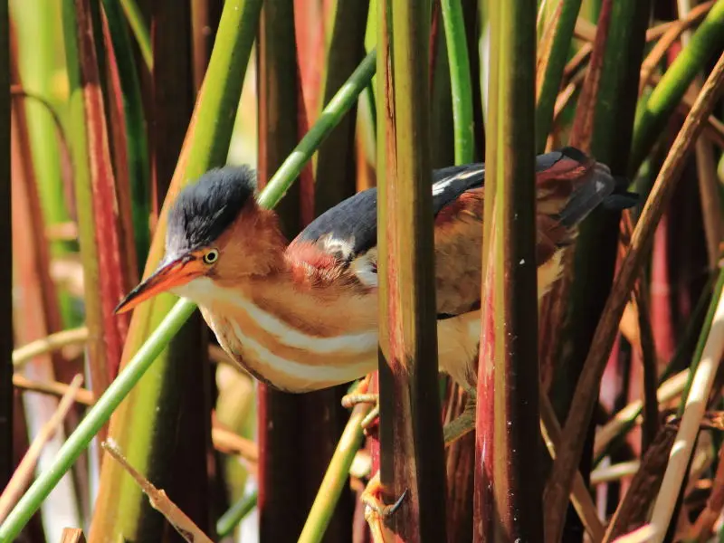 Least Bittern - Facts, Diet, Habitat & Pictures on Animalia.bio