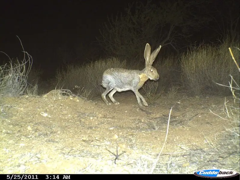 Antelope Jackrabbit - Facts, Diet, Habitat & Pictures on Animalia.bio