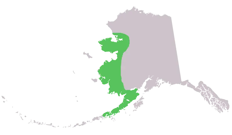 Alaskan hare - Facts, Diet, Habitat & Pictures on Animalia.bio