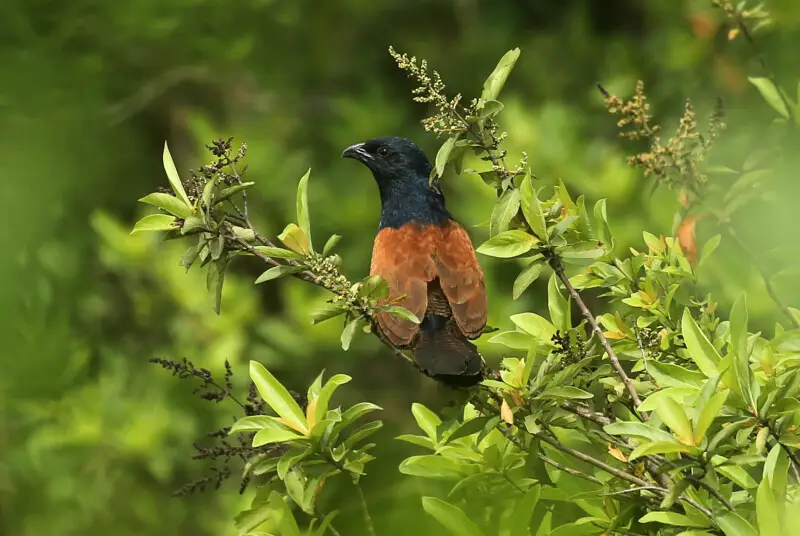 Centropus bengalensis - факти, дієта, ареал і фотографії на Animalia.bio
