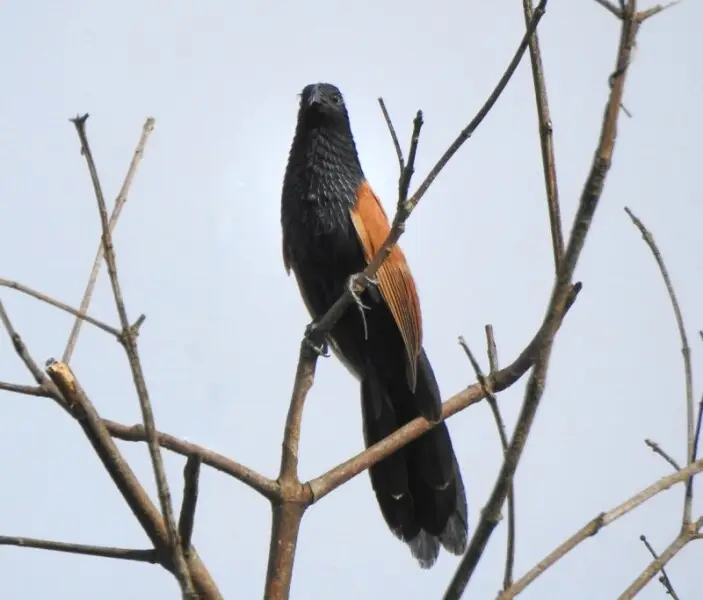 Lesser coucal - Facts, Diet, Habitat & Pictures on Animalia.bio