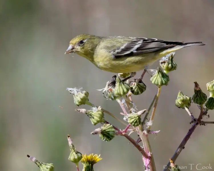 Lesser goldfinch - Facts, Diet, Habitat & Pictures on Animalia.bio