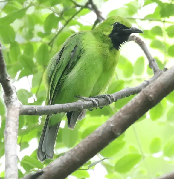Lesser green leafbird - Facts, Diet, Habitat & Pictures on Animalia.bio