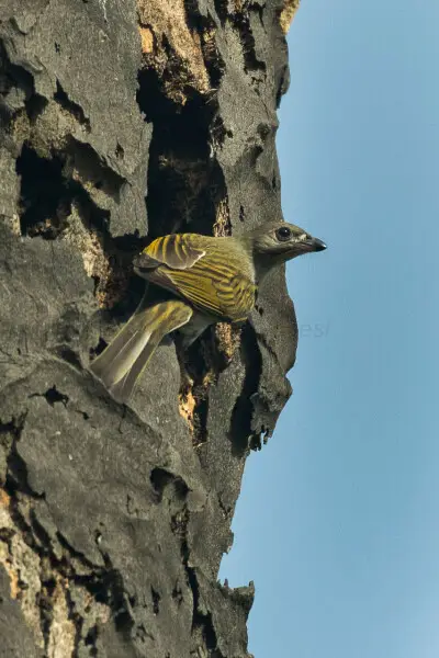 Lesser honeyguide - Facts, Diet, Habitat & Pictures on Animalia.bio