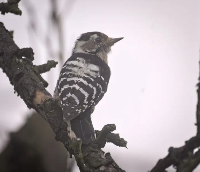 Lesser spotted woodpecker - Facts, Diet, Habitat & Pictures on Animalia.bio