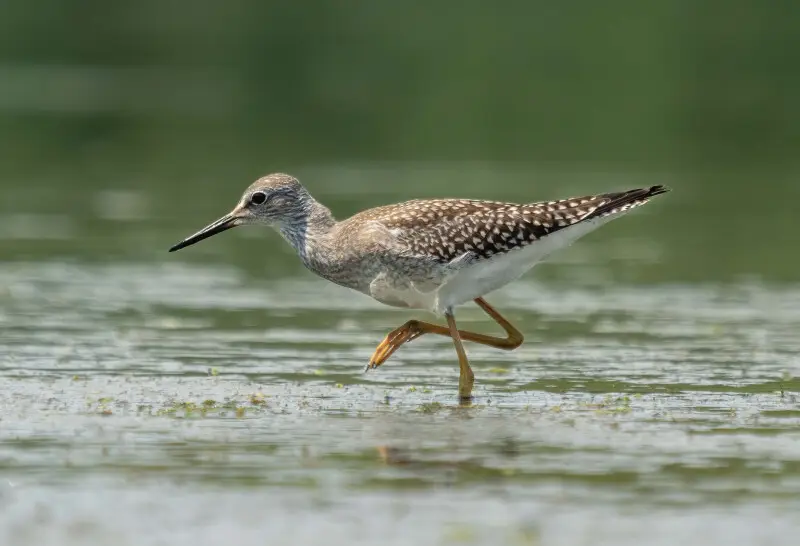 Lesser yellowlegs - Facts, Diet, Habitat & Pictures on Animalia.bio