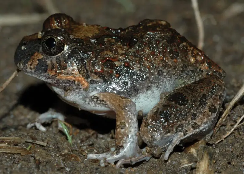 Ornate burrowing frog - Facts, Diet, Habitat & Pictures on Animalia.bio