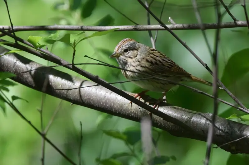 Lincoln's sparrow - Facts, Diet, Habitat & Pictures on Animalia.bio