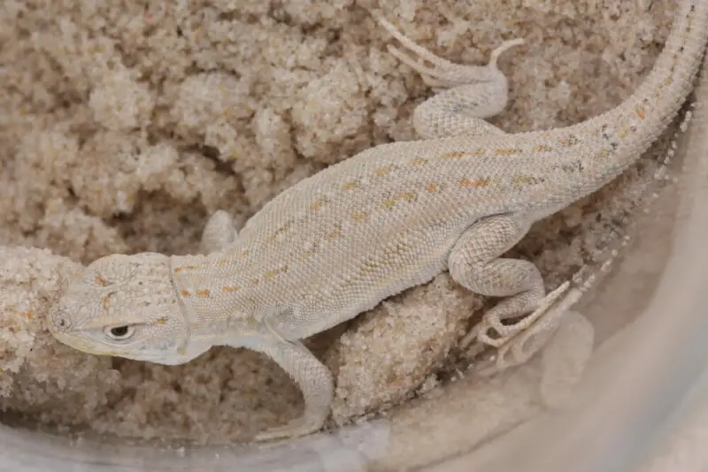 Liolaemus occipitalis - факти, дієта, ареал і фотографії на Animalia.bio