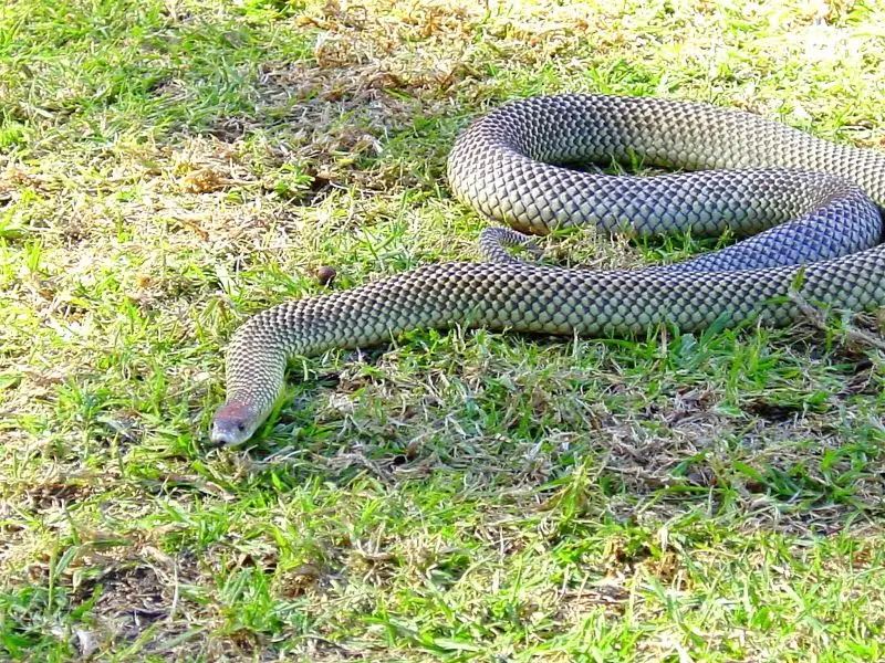 Mulga Snake - Facts, Diet, Habitat & Pictures on Animalia.bio