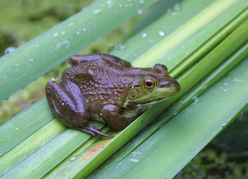 American bullfrog - Facts, Diet, Habitat & Pictures on Animalia.bio