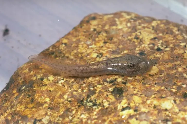 Ranoidea nannotis - факти, дієта, ареал і фотографії на Animalia.bio