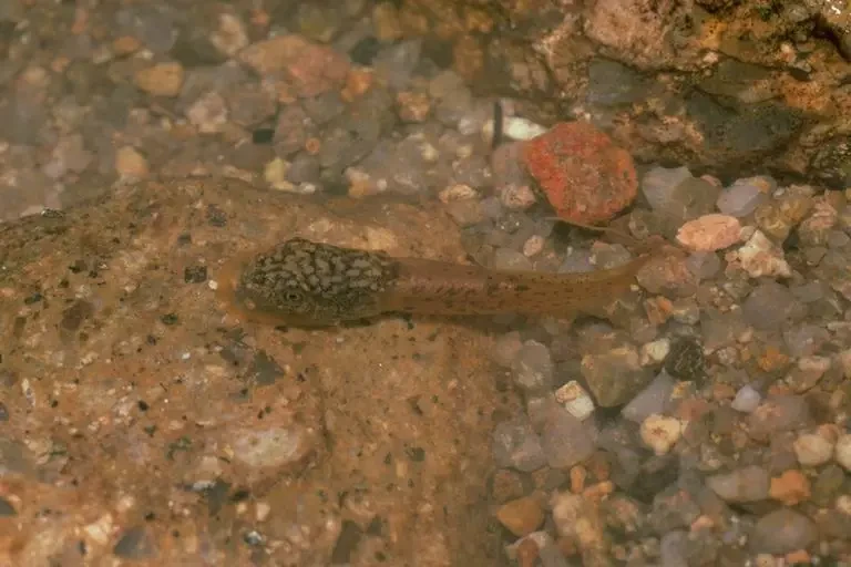 Ranoidea rheocola - факти, дієта, ареал і фотографії на Animalia.bio