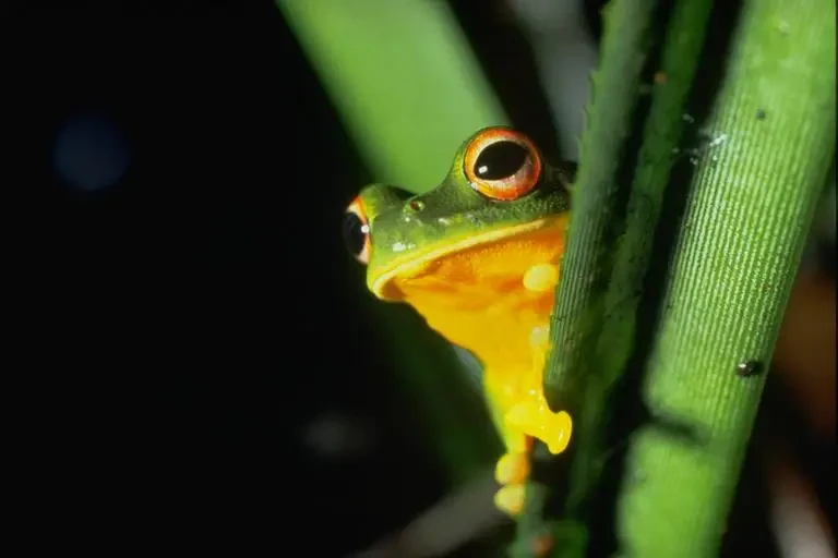 Ranoidea xanthomera - факти, дієта, ареал і фотографії на Animalia.bio