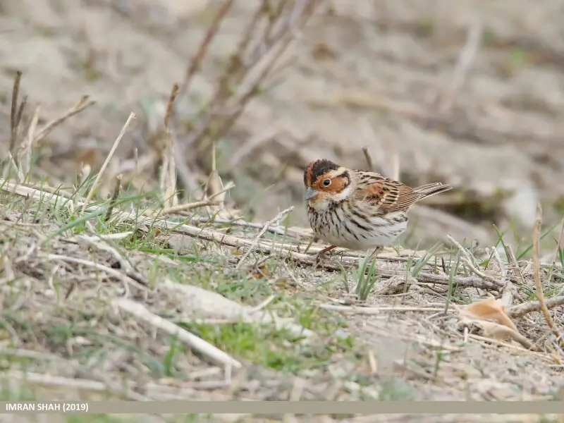 Little bunting - Facts, Diet, Habitat & Pictures on Animalia.bio