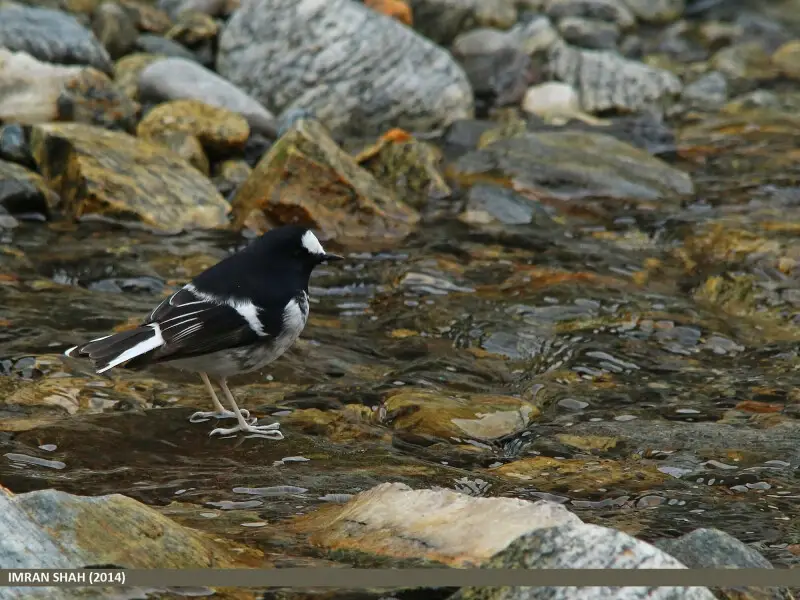 Enicurus scouleri - факти, дієта, ареал і фотографії на Animalia.bio