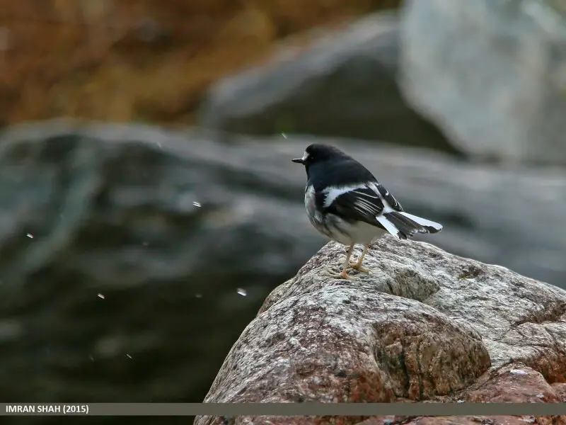 Little forktail - Facts, Diet, Habitat & Pictures on Animalia.bio