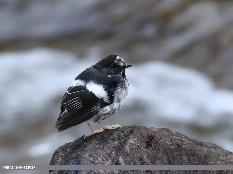 Little forktail - Facts, Diet, Habitat & Pictures on Animalia.bio
