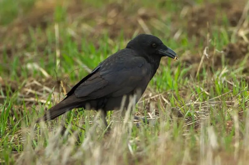 Little raven - Facts, Diet, Habitat & Pictures on Animalia.bio