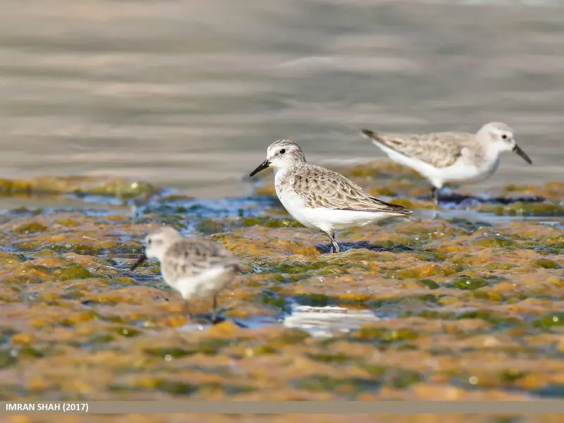 Little stint - Facts, Diet, Habitat & Pictures on Animalia.bio
